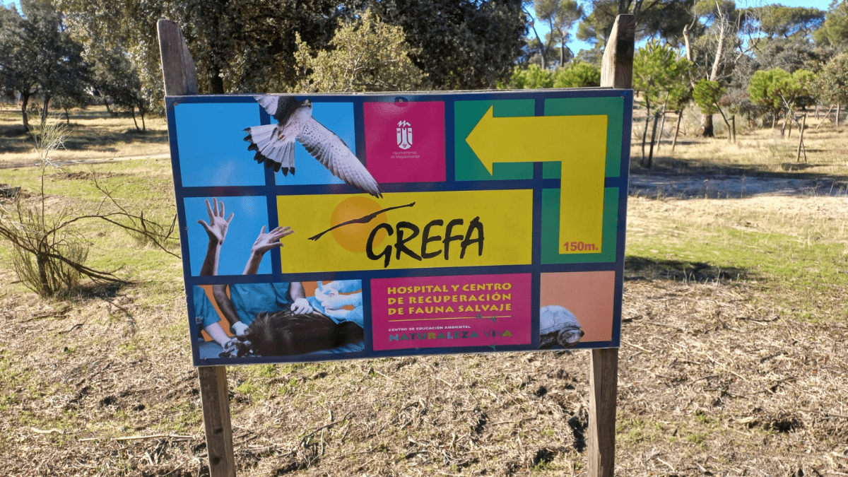 Visitamos Grefa, el centro de recuperación de aves en Madrid